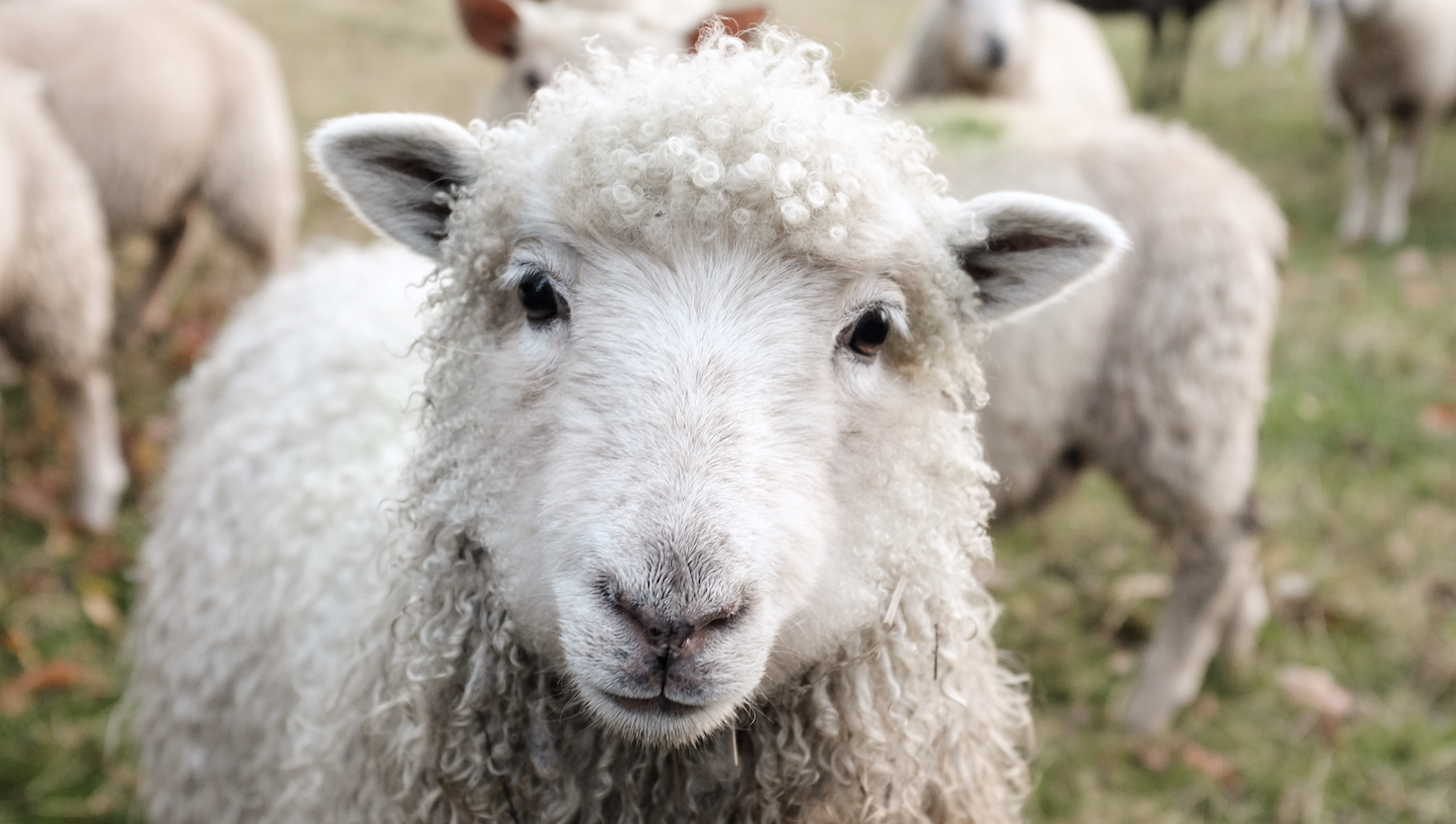 Goodbye TINA: Hello BAAA | Advisorpedia