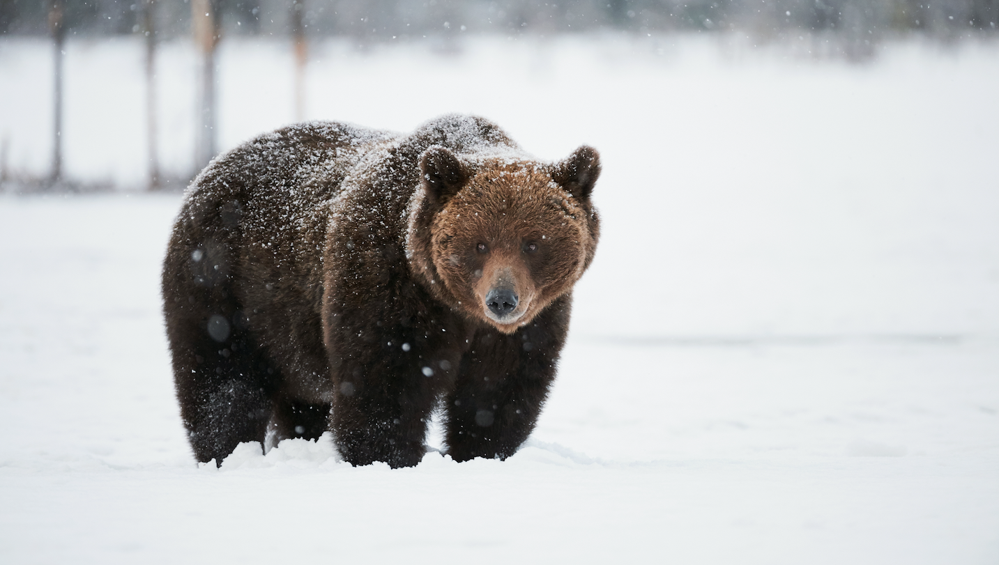 The Next Secular Bear Market May Be Upon Us | Advisorpedia
