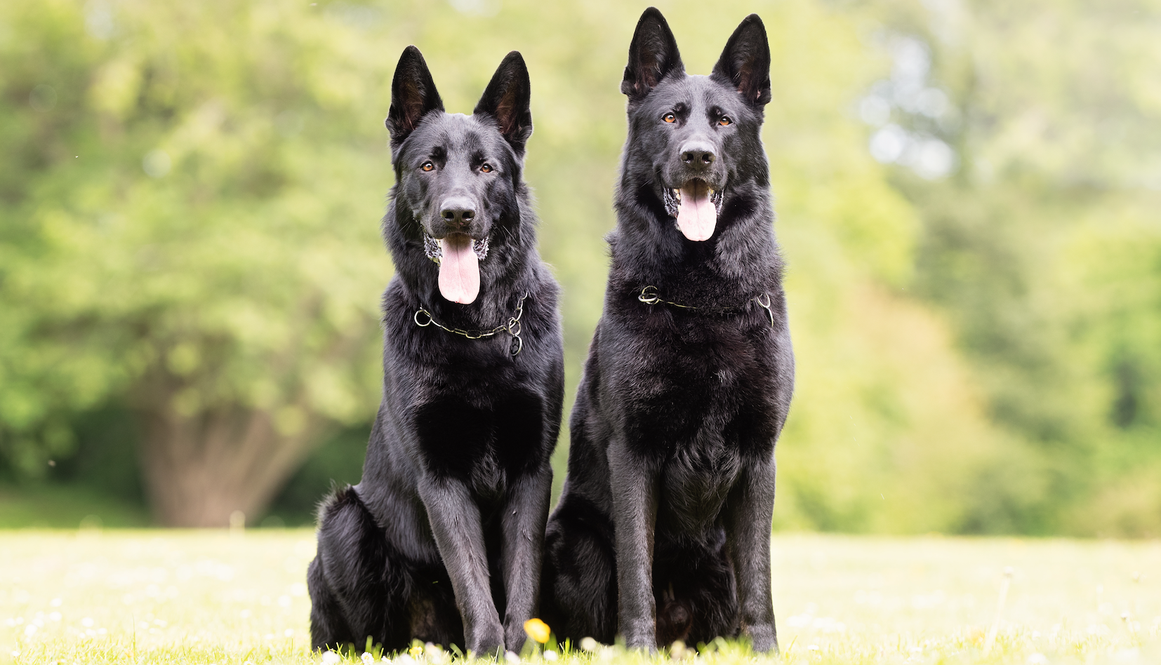 Double Dog Dares and Equity Risk Premiums | Advisorpedia