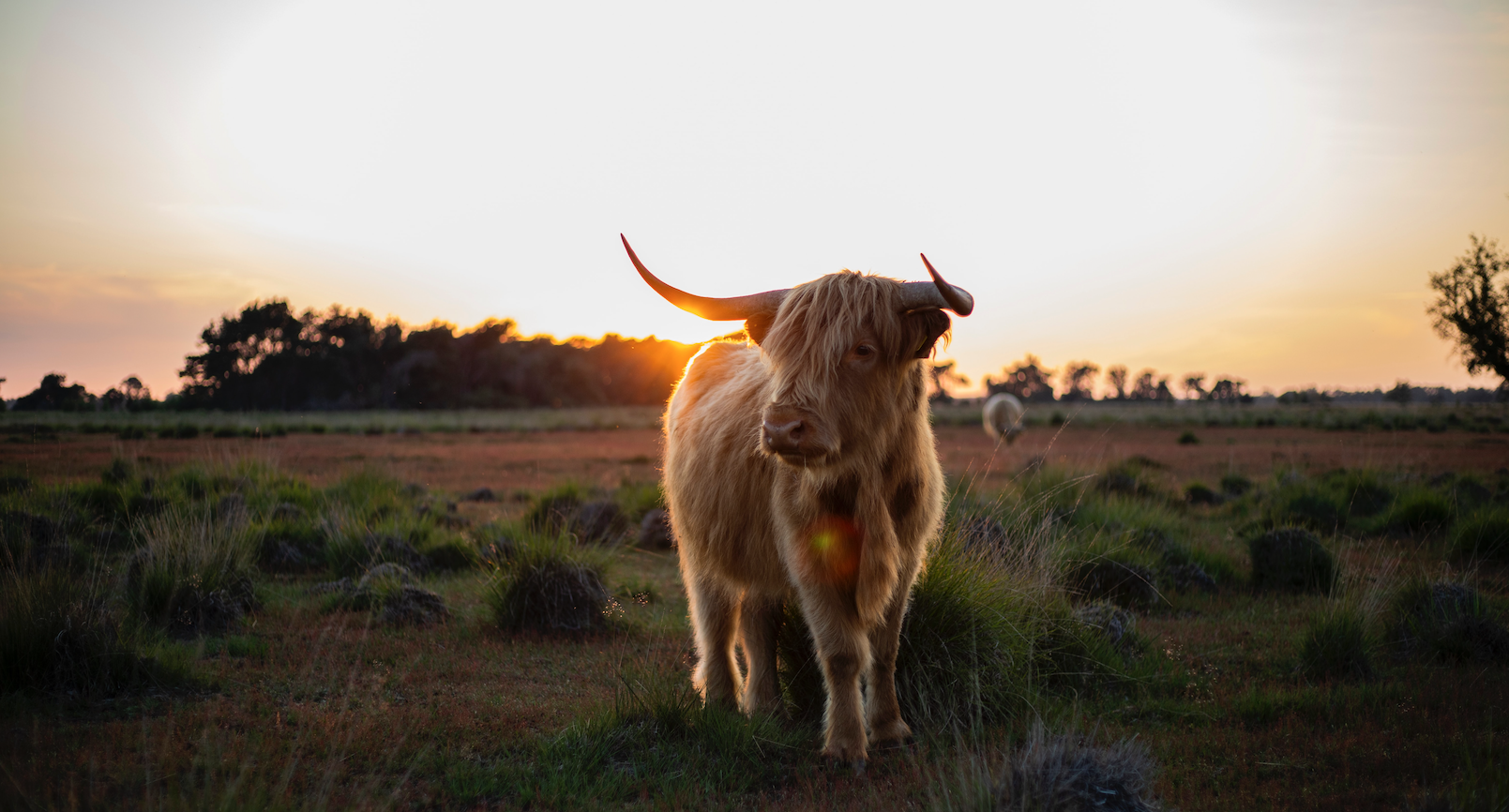 Out With the Old Bull, in With a New Bull | Advisorpedia