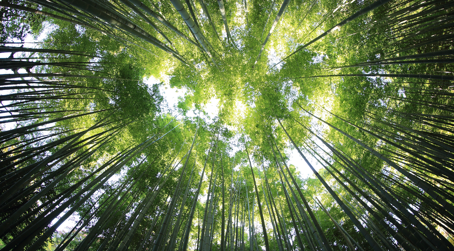 Political Pressure Is Fueling the ESG Backlash | Advisorpedia