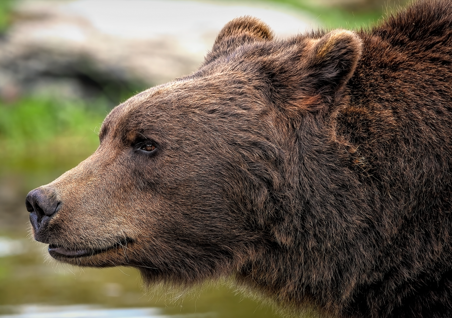 Bear Markets Aren’t the Enemy: Why Market Corrections Are Essential for ...