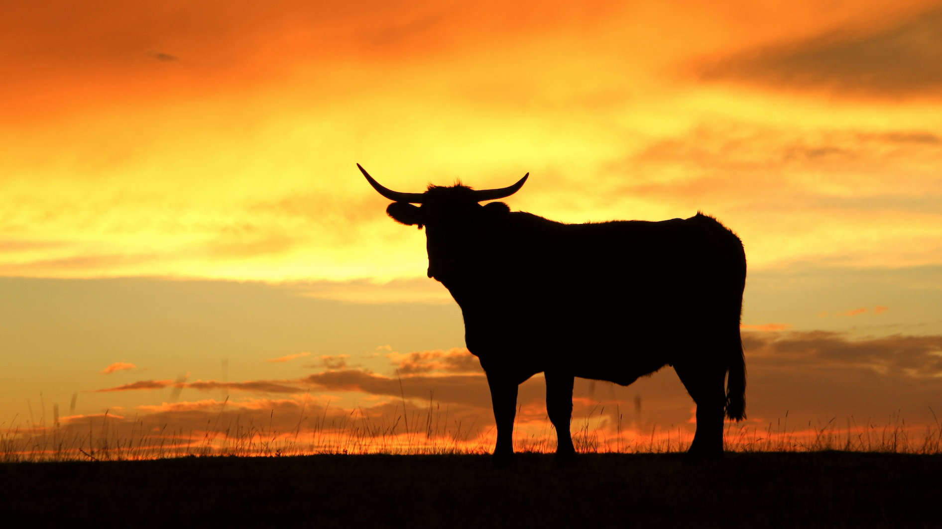 The Bull Market Is Broadening in 2026 — Here’s How Investors Can ...