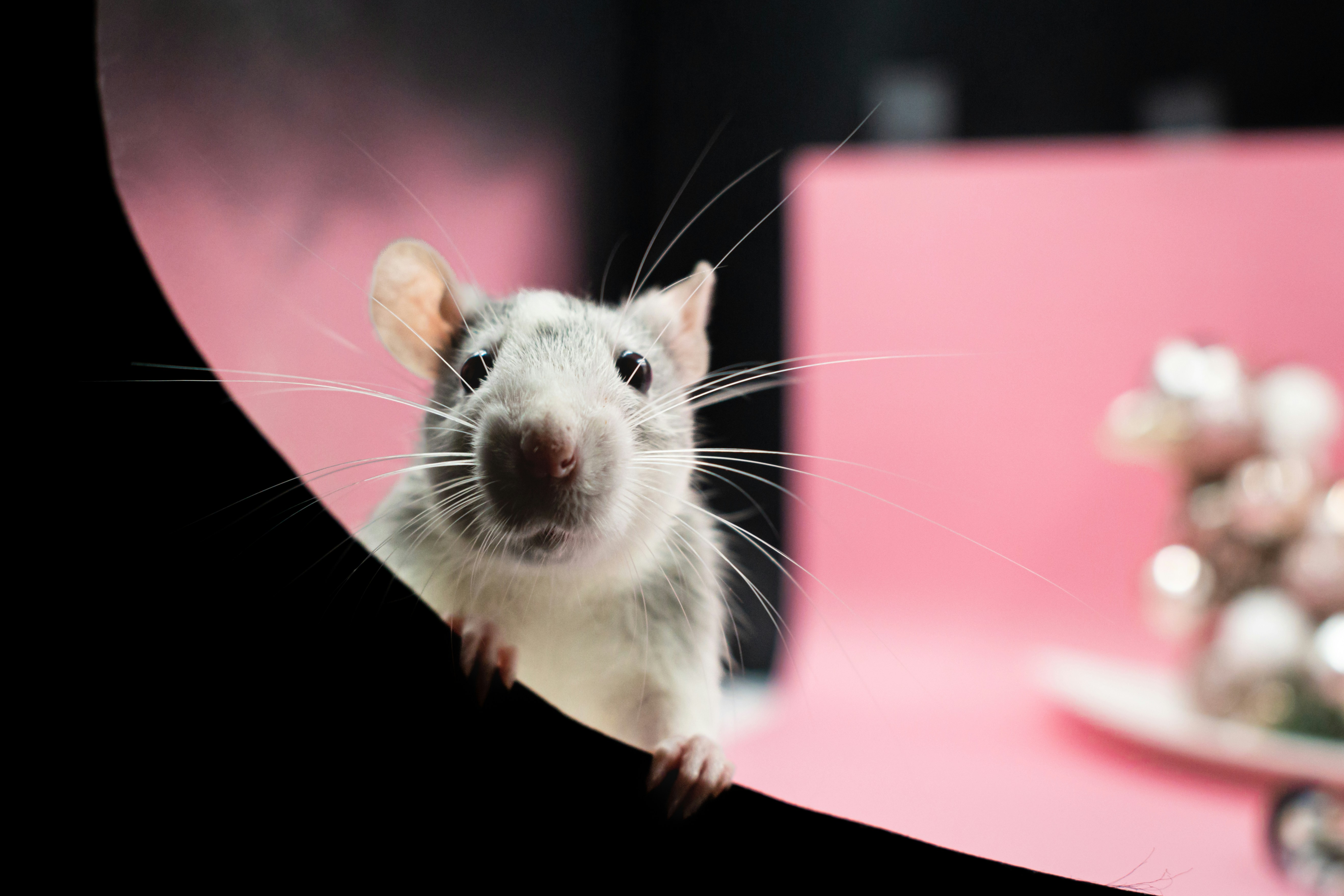 Could Animal Testing Be Hiding in Your Investment Portfolio? | Advisorpedia